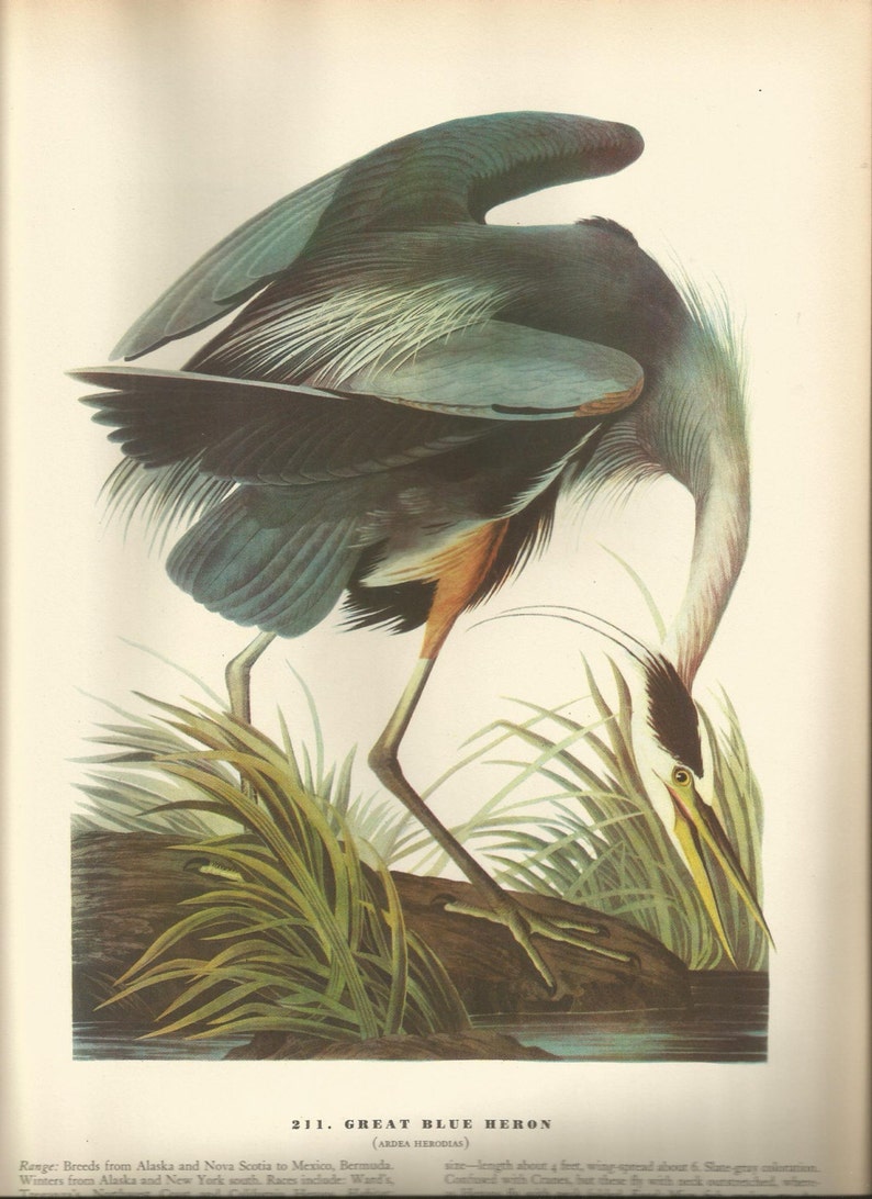 Original Vintage 1937 John James Audubon Birds of America - Etsy