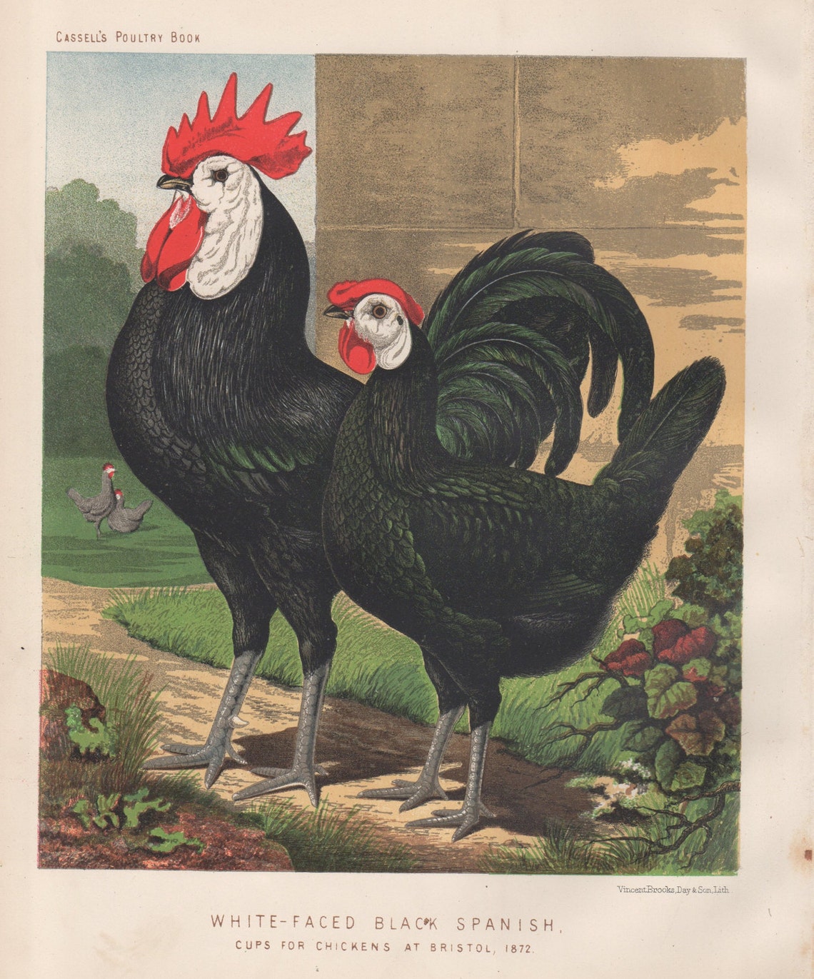 Antique 1890 Poultry Original Print Lithograph White-faced Black ...