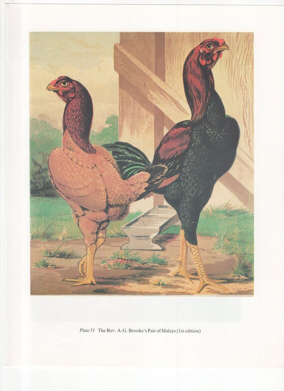 Vintage Poultry Print Chicken Print Bookplate by Ludlow Malays | Etsy
