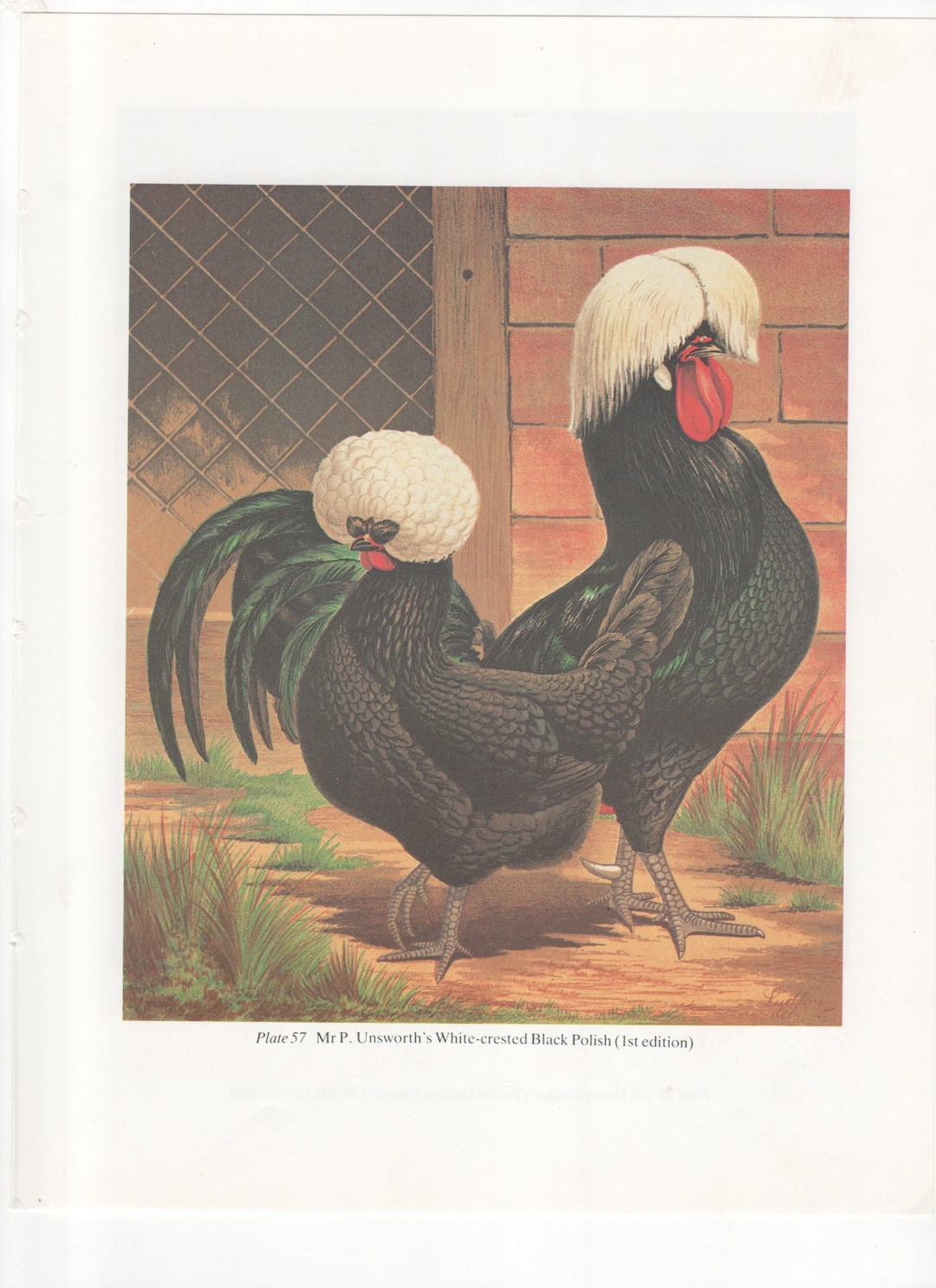 Vintage Poultry Print Chicken Print Bookplate by Ludlow Polish White ...