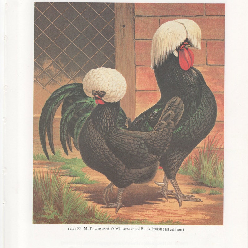 Polish Chicken - Etsy