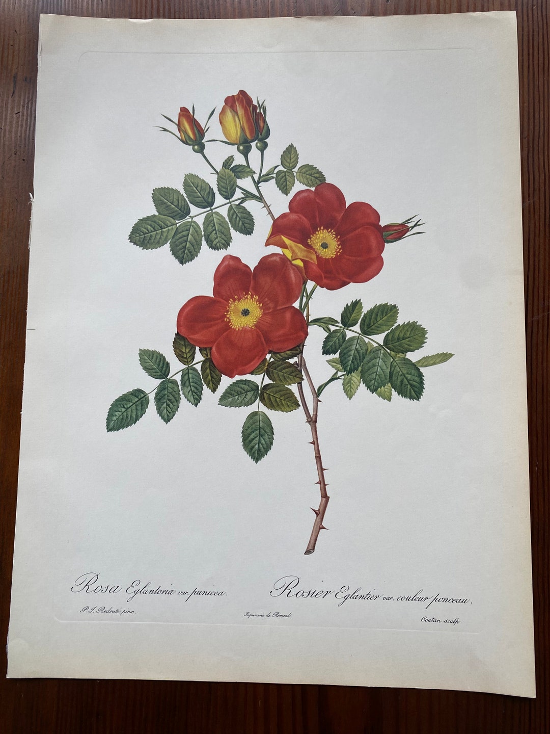 Vintage 1959 Pierre-joseph Redoute' Rose Botanical Print Bookplate From ...