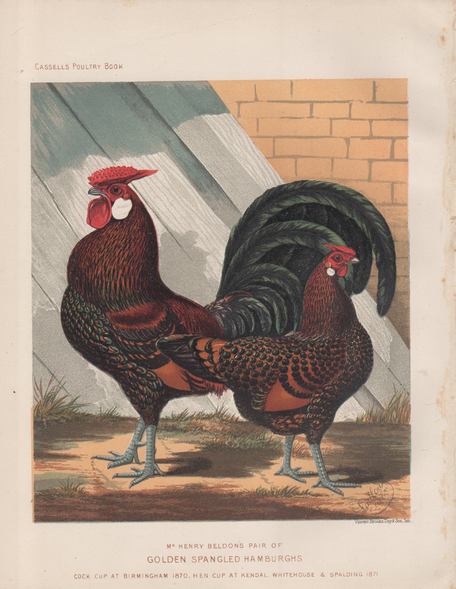 Antique 1890 Poultry Original Print Lithograph Golden Spangled - Etsy
