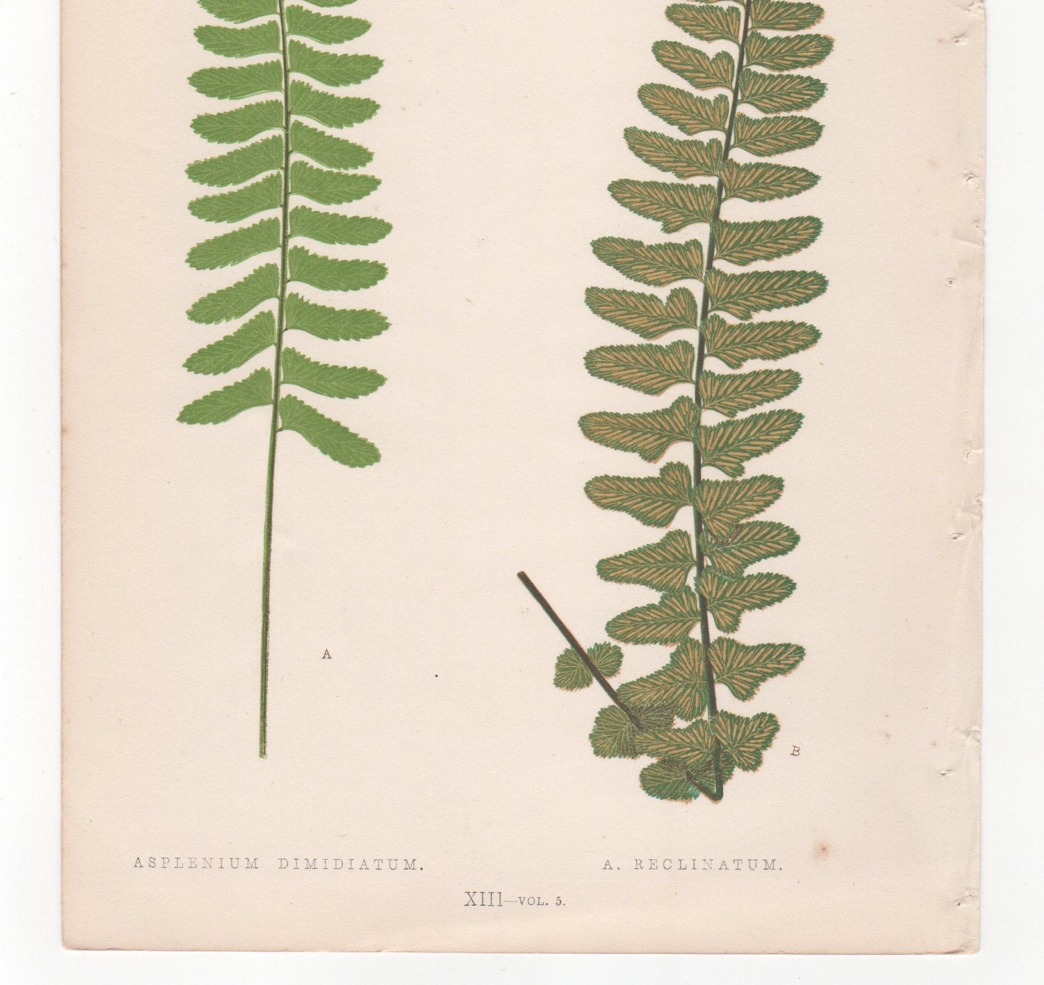 Antique Original Fern Print Plate Bookplate Botanical - Etsy