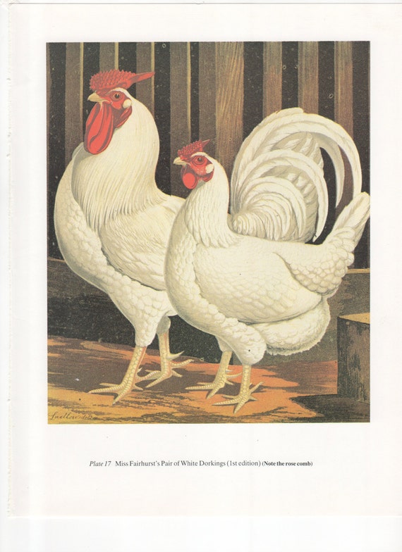 Vintage Poultry Print Chicken Print Bookplate Plate by Ludlow | Etsy