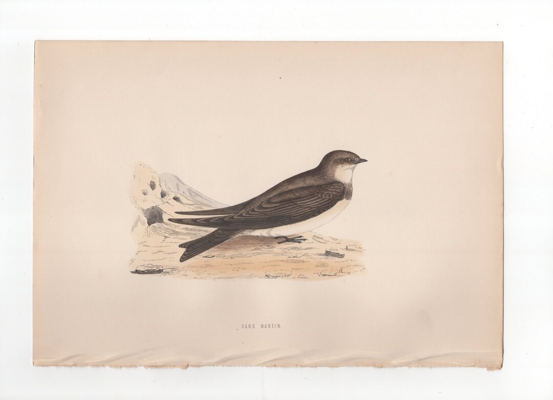 Antique Original 1870 Sand Martin Plate Print Bookplate From Rev. F.O ...