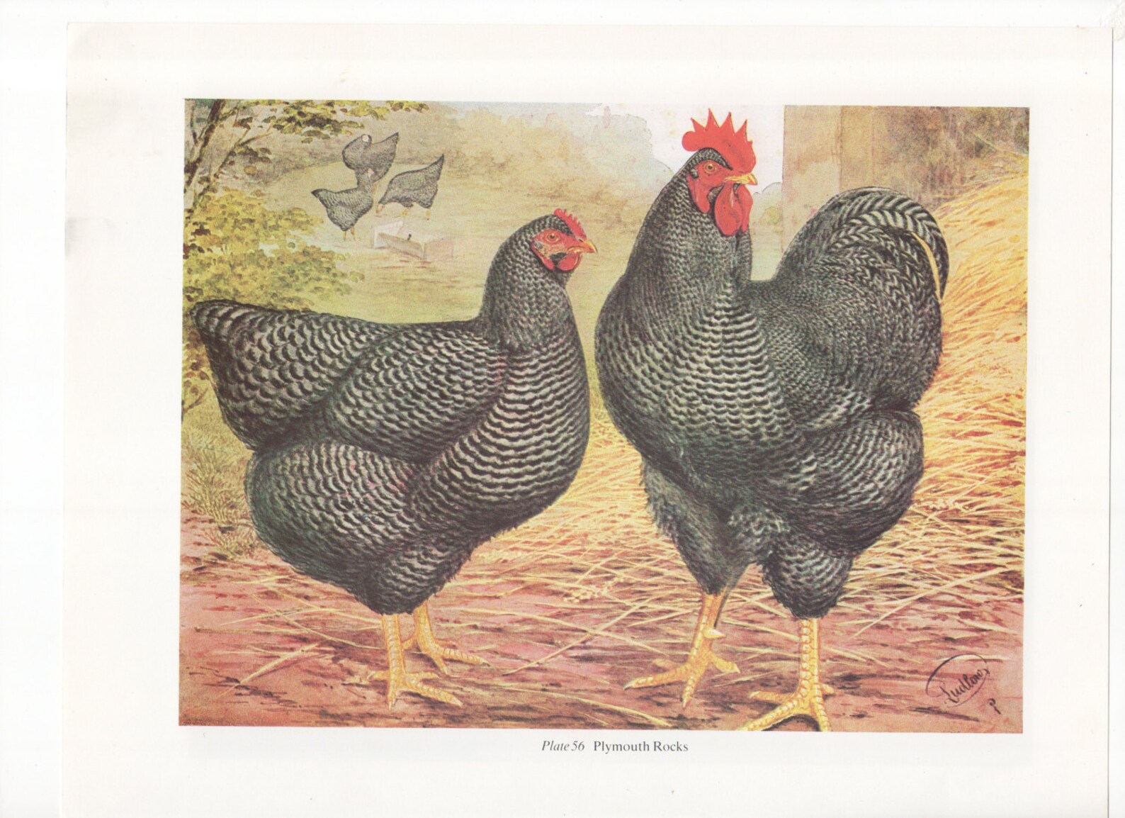 Vintage Poultry Print Chicken Print Bookplate by Ludlow Buff Orpingtons ...