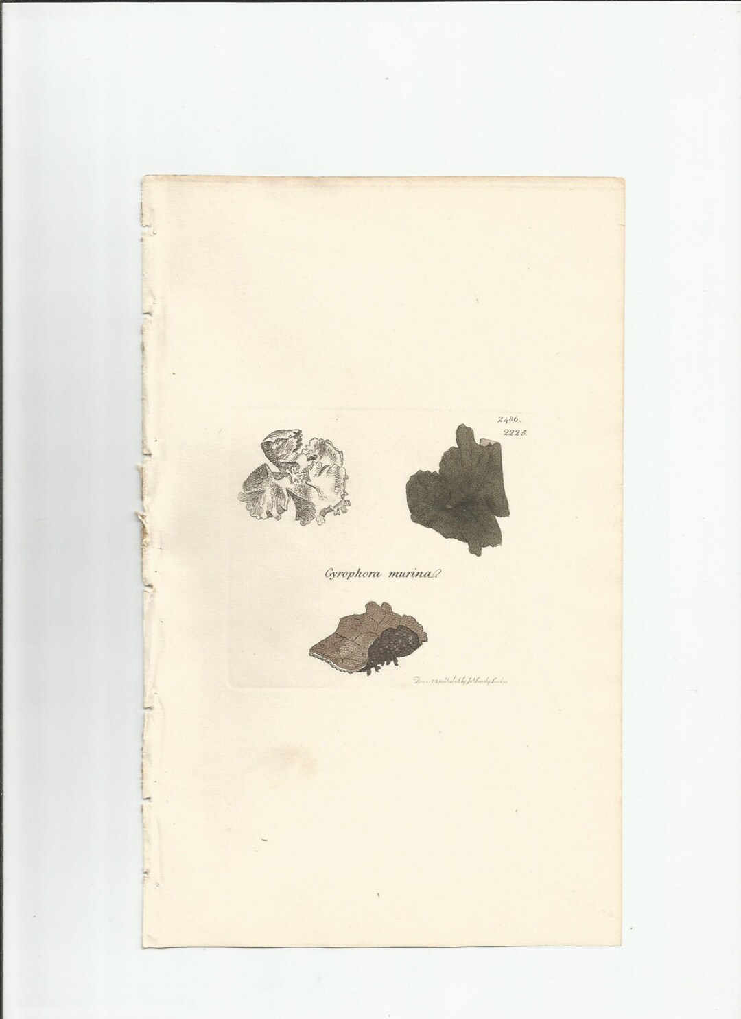Antique Original 1844 James Sowerby Botanical Print Plate Bookplate ...