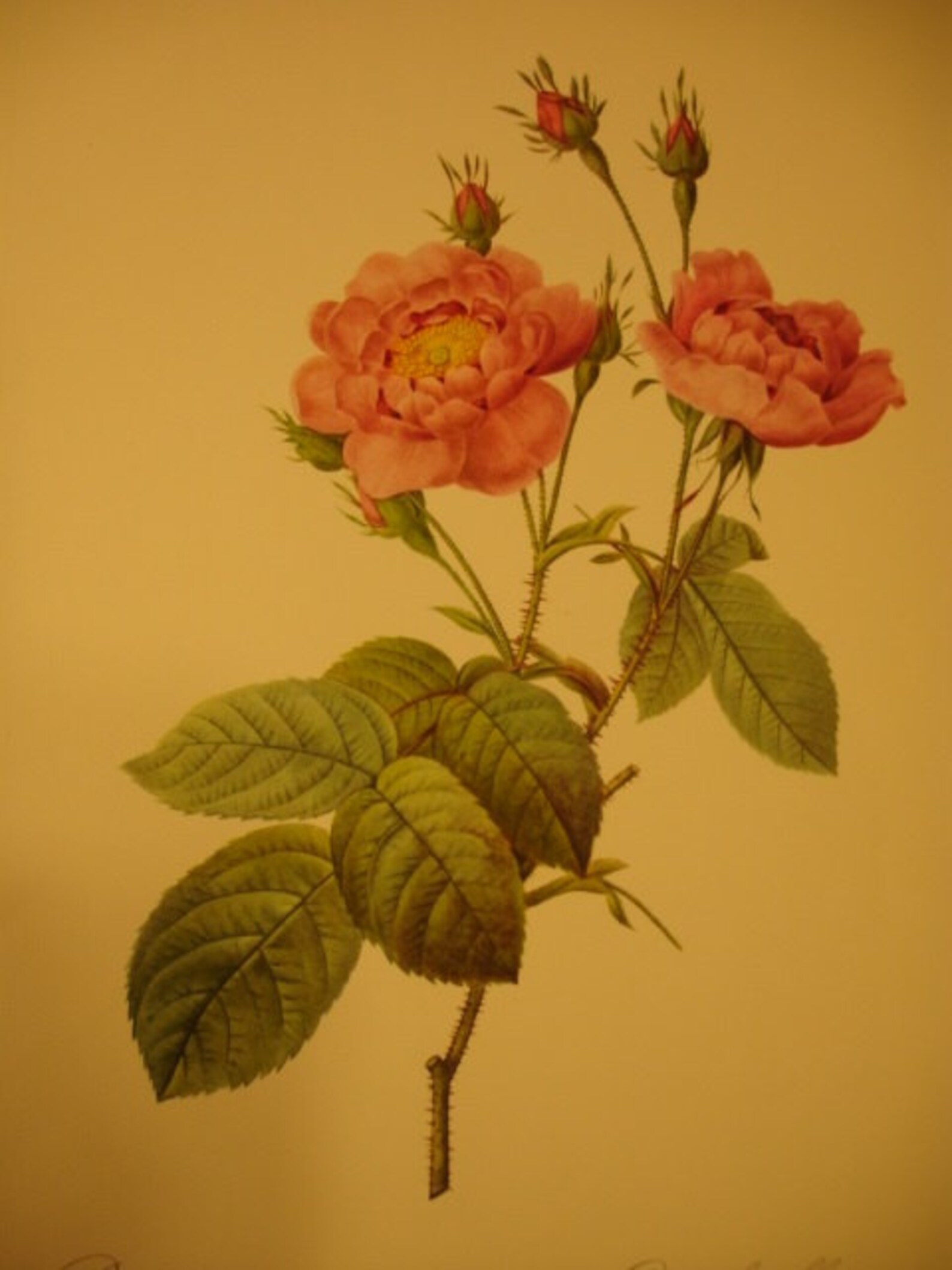 Vintage 1959 Pierre-joseph Redoute' Rose Botanical Print - Etsy