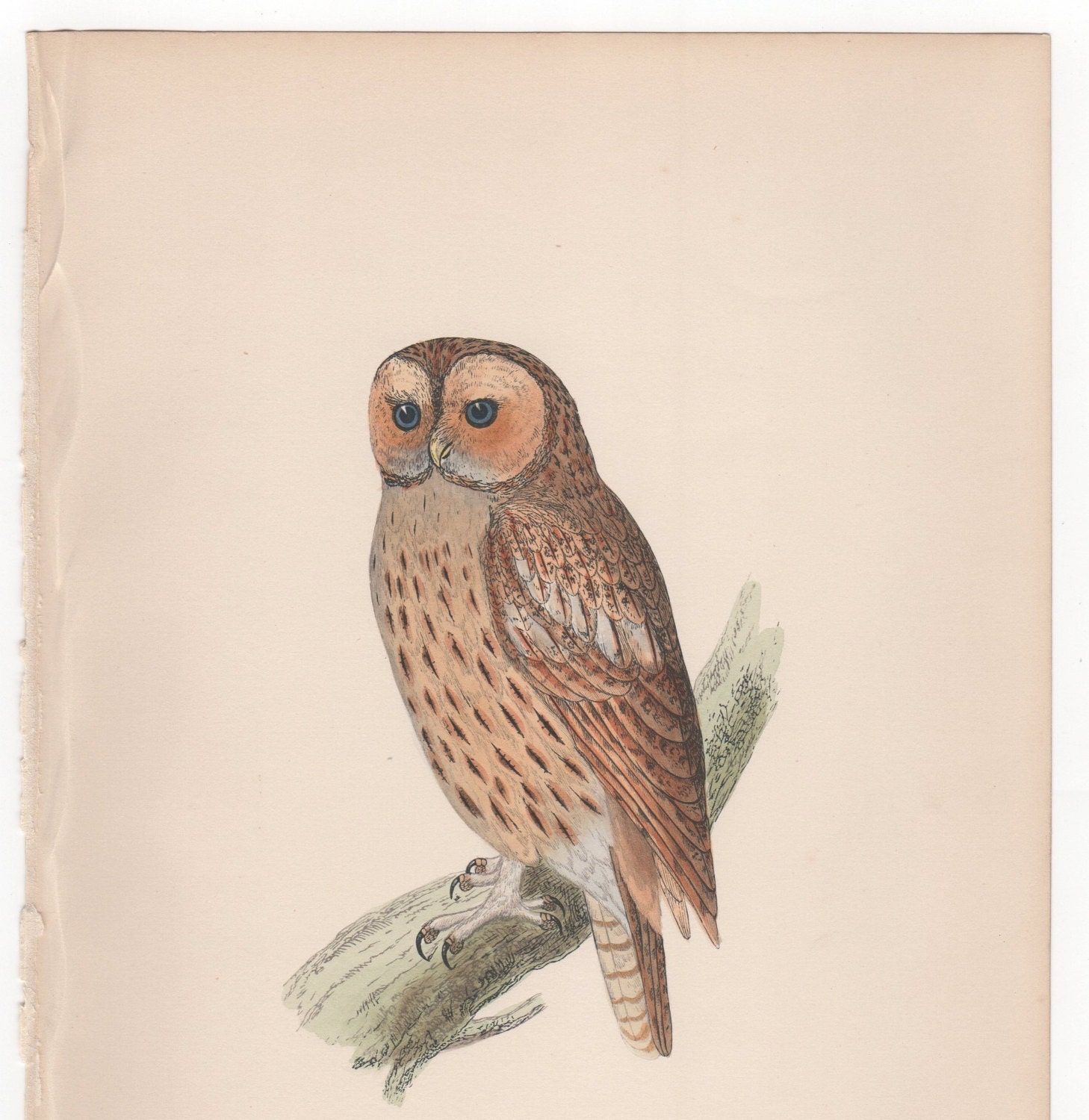 Antique Original 1870 Tawny Owl Bird Print Plate Bookplate From Rev. F ...