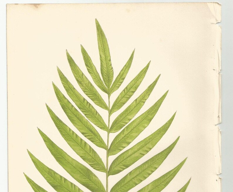 Antique Original Fern Print Plate Bookplate Botanical - Etsy UK
