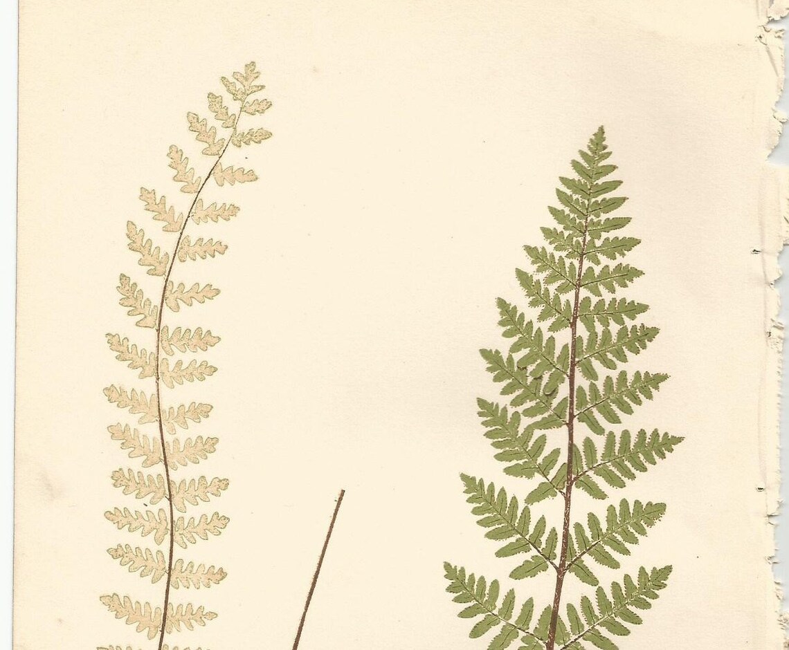 Antique Original Fern Print Plate Bookplate Botanical Lowe's Ferns 1856 ...