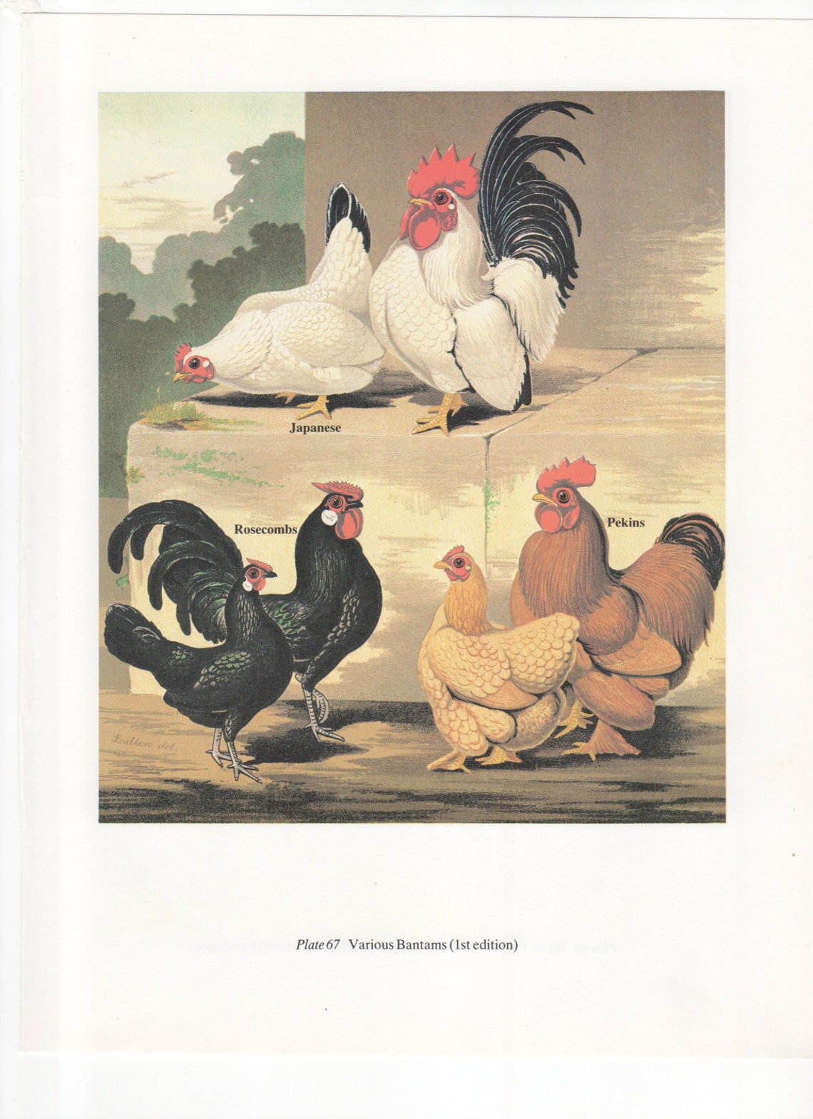 Vintage Poultry Print Chicken Print Bookplate by Ludlow - Etsy