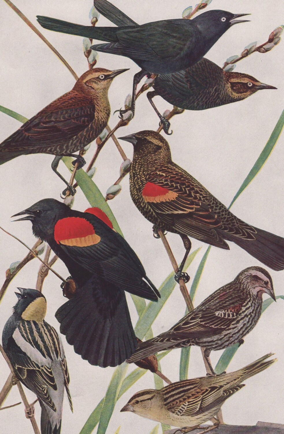Blackbirds and Bobolink 1936 Fuertes Bird Print Plate Bookplate Vintage ...