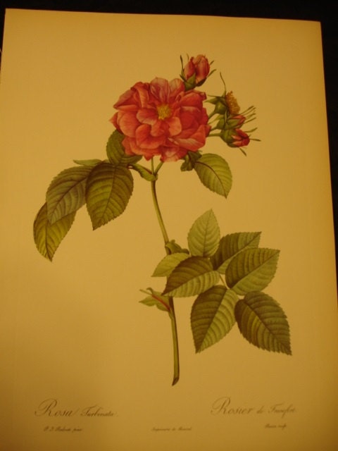 Vintage 1959 Pierre-joseph Redoute' Rose Botanical Print | Etsy