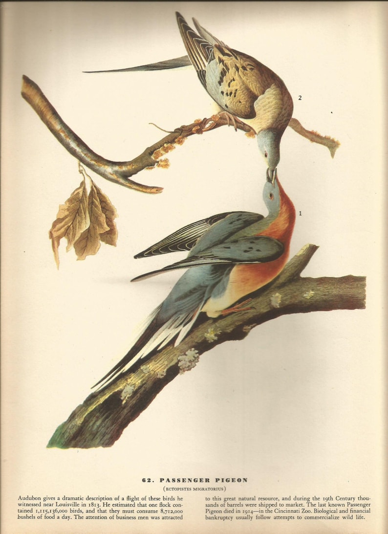 Original Vintage 1937 John James Audubon Birds of America Bookplate ...