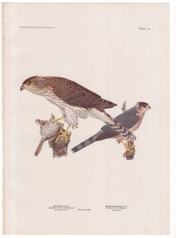 Cooper's Hawk Sharp Shinned Hawk 1936 Fuertes Bird Print | Etsy