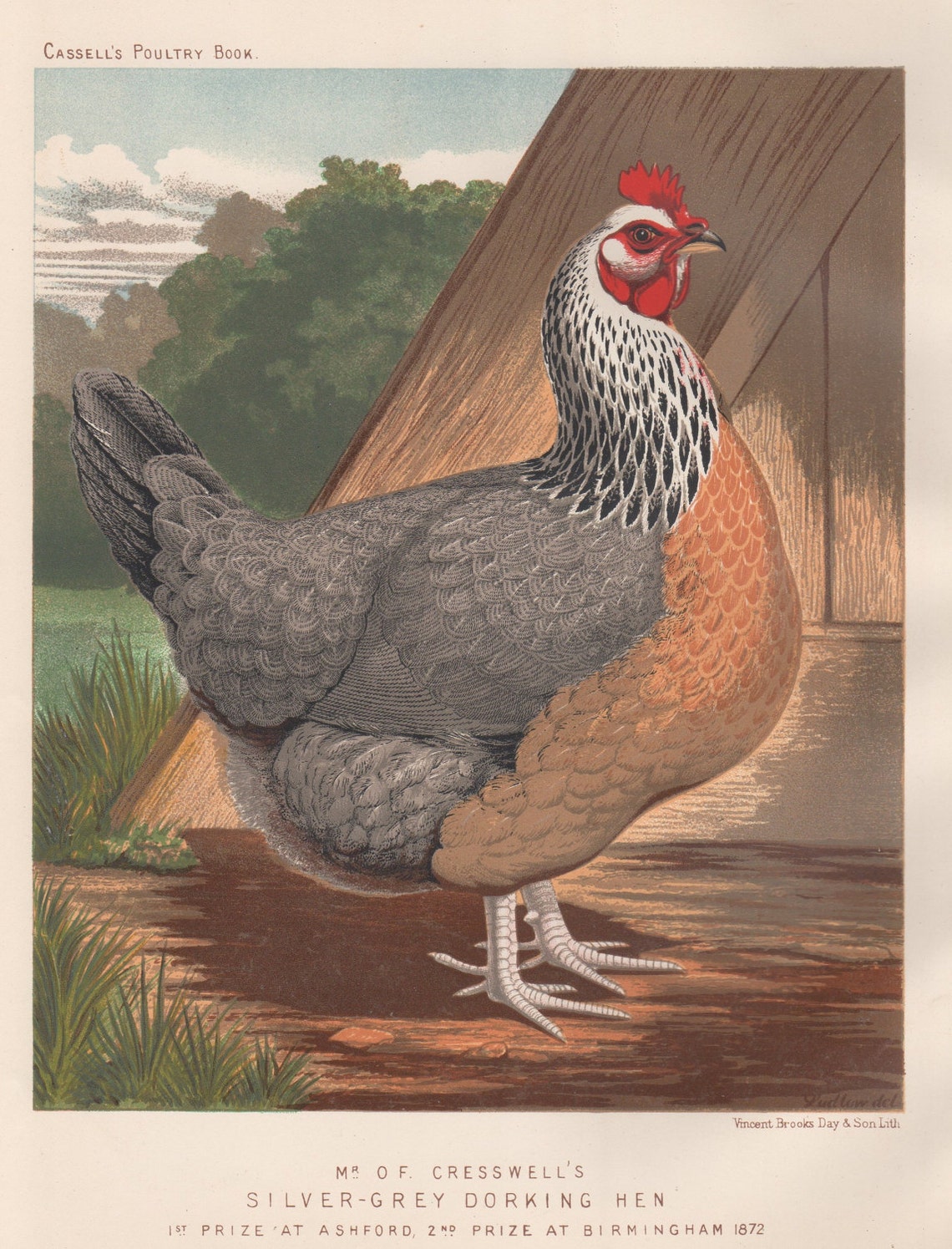 Antique 1890 Poultry Original Print Lithograph Silver Grey - Etsy