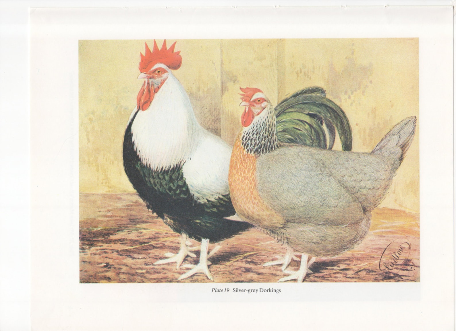 Vintage Poultry Print Chicken Print Bookplate by Ludlow - Etsy