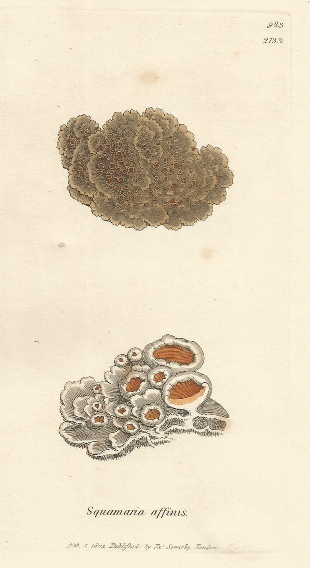 Antique Original 1844 James Sowerby Botanical Print Plate Bookplate ...