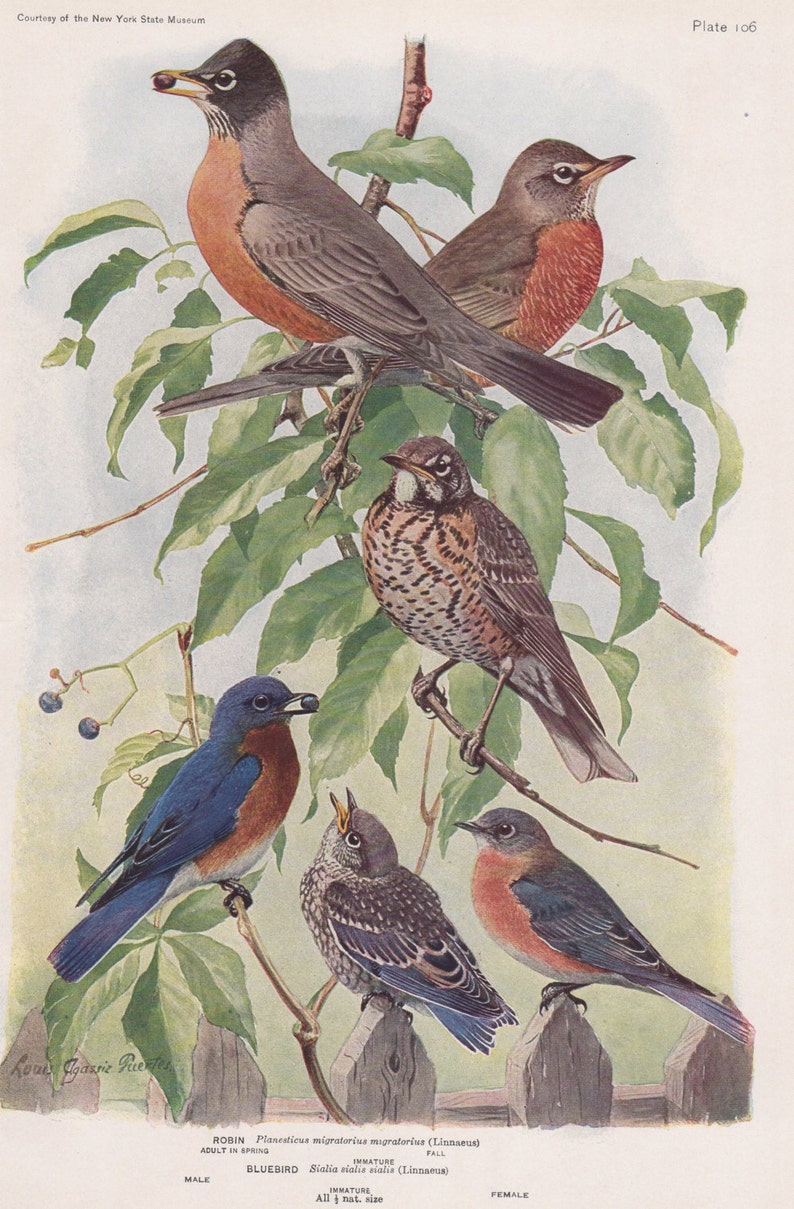 Robin & Bluebird Plate 106 1936 Fuertes Bird Print Plate | Etsy