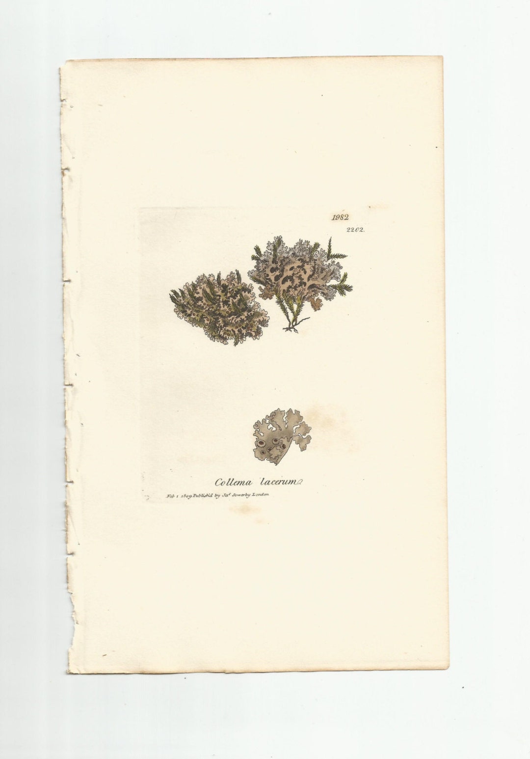 Antique Original 1844 James Sowerby Botanical Print Plate Bookplate ...