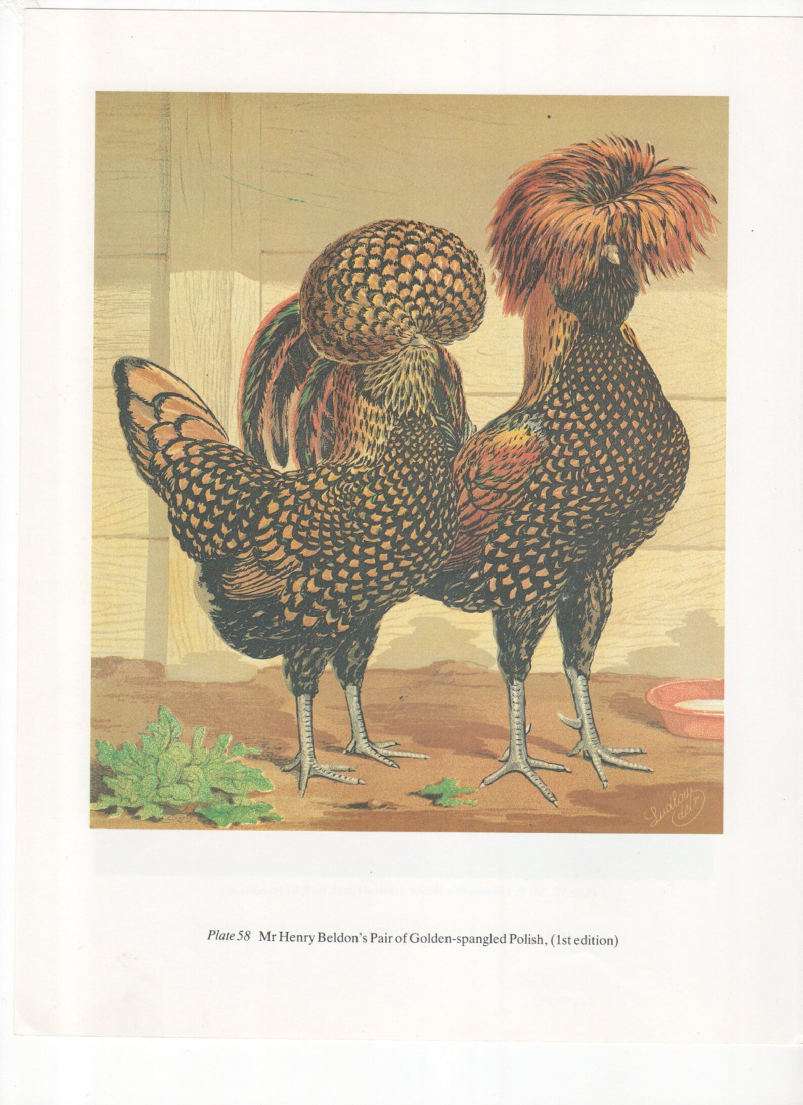 Vintage Poultry Print Chicken Print Bookplate by Ludlow Polish - Etsy