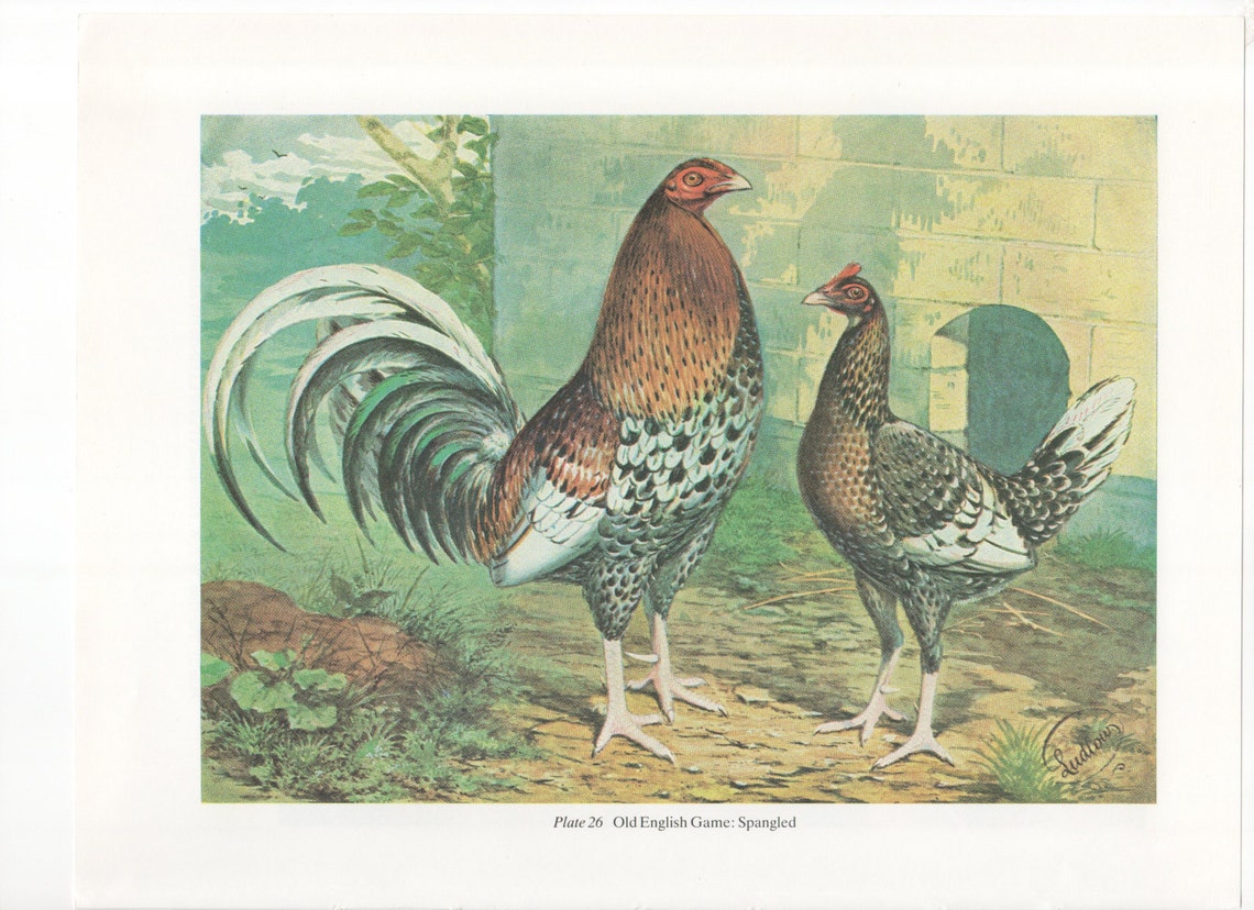 Vintage Poultry Print Chicken Print Bookplate by Ludlow La - Etsy