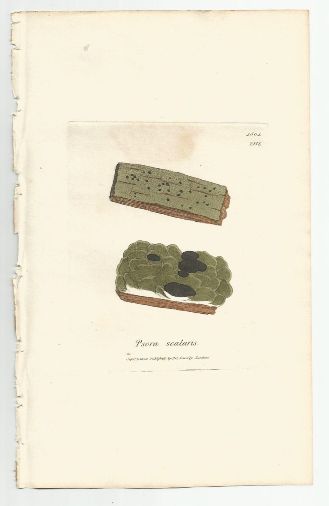 Antique Original 1844 James Sowerby Botanical Print Plate Bookplate ...