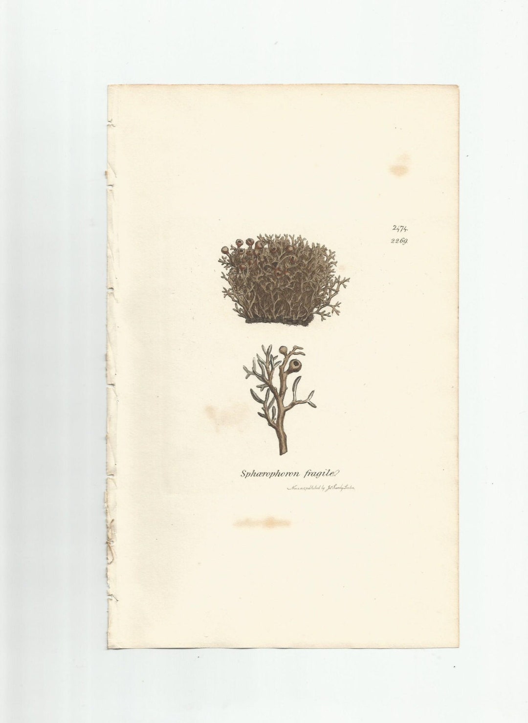 Antique Original 1844 James Sowerby Botanical Print Plate Bookplate ...