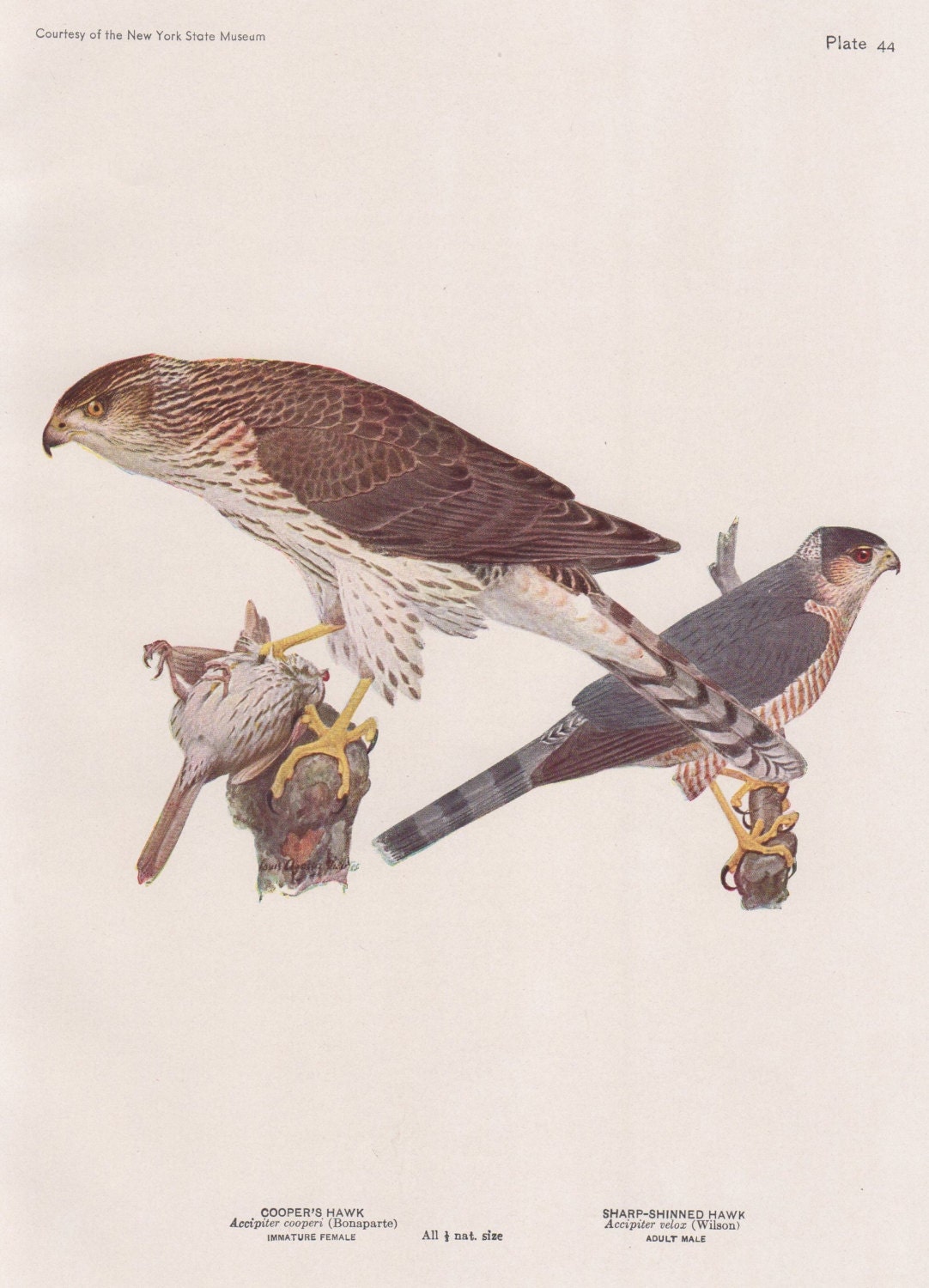 Cooper's Hawk Sharp Shinned Hawk 1936 Fuertes Bird Print Plate ...