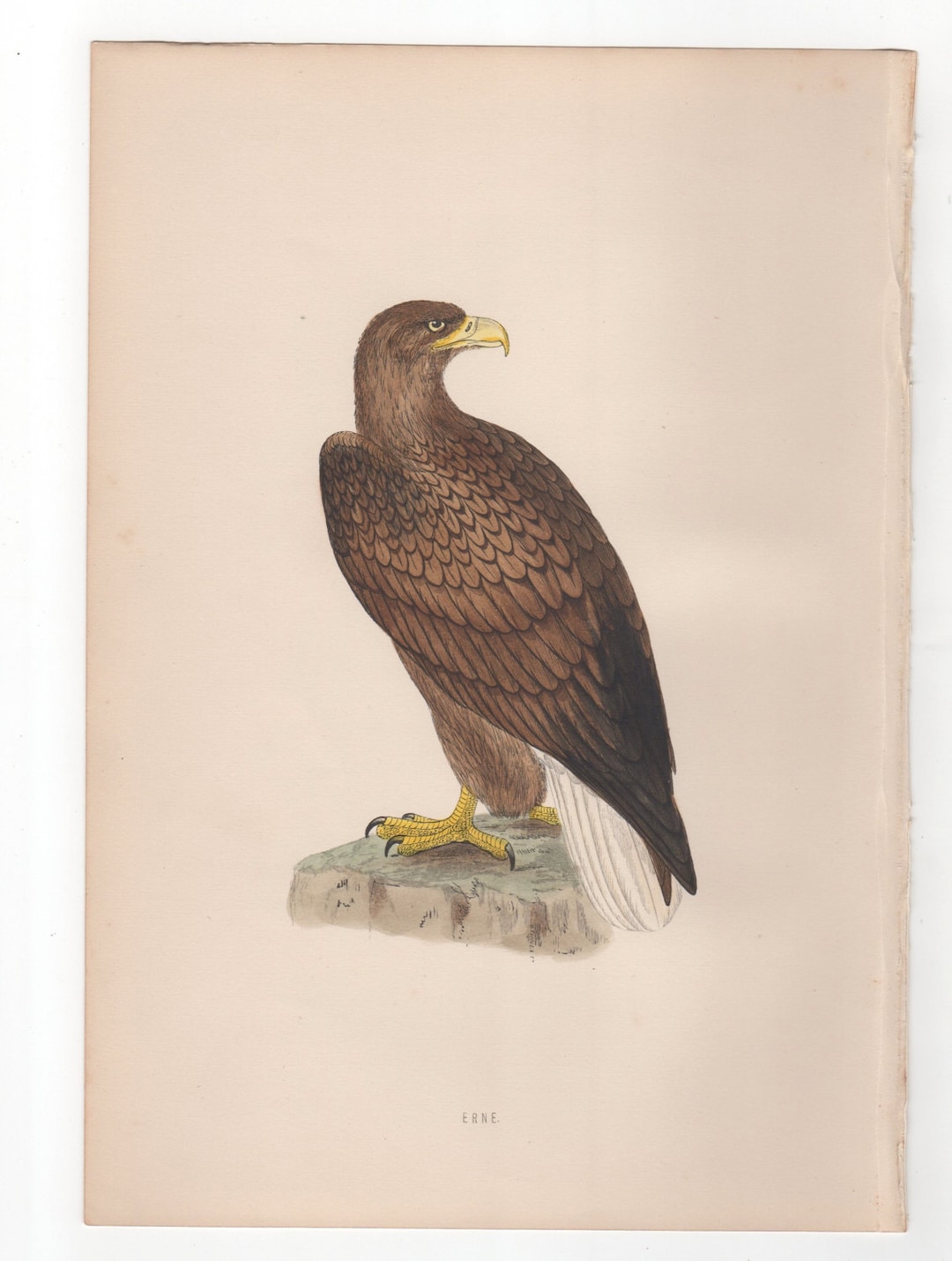 Antique Original 1870 Erne Bird Print Plate Bookplate From Rev. F.O ...