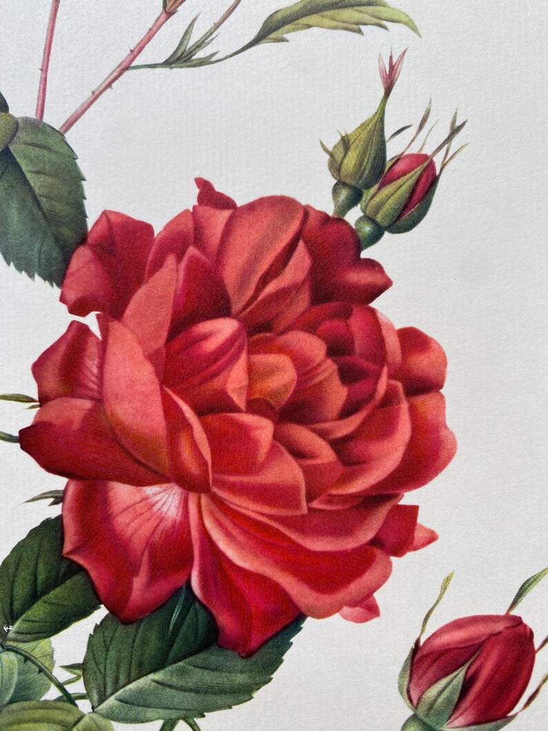 Vintage 1959 Pierre-joseph Redoute' Rose Botanical Print Bookplate From ...