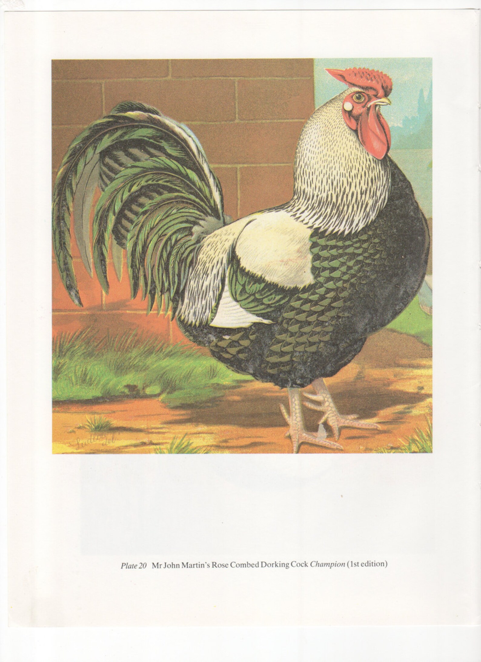 Vintage Poultry Print Chicken Print Bookplate by Ludlow - Etsy