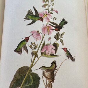 Original Vintage 1937 John James Audubon Birds of America Bookplate ...