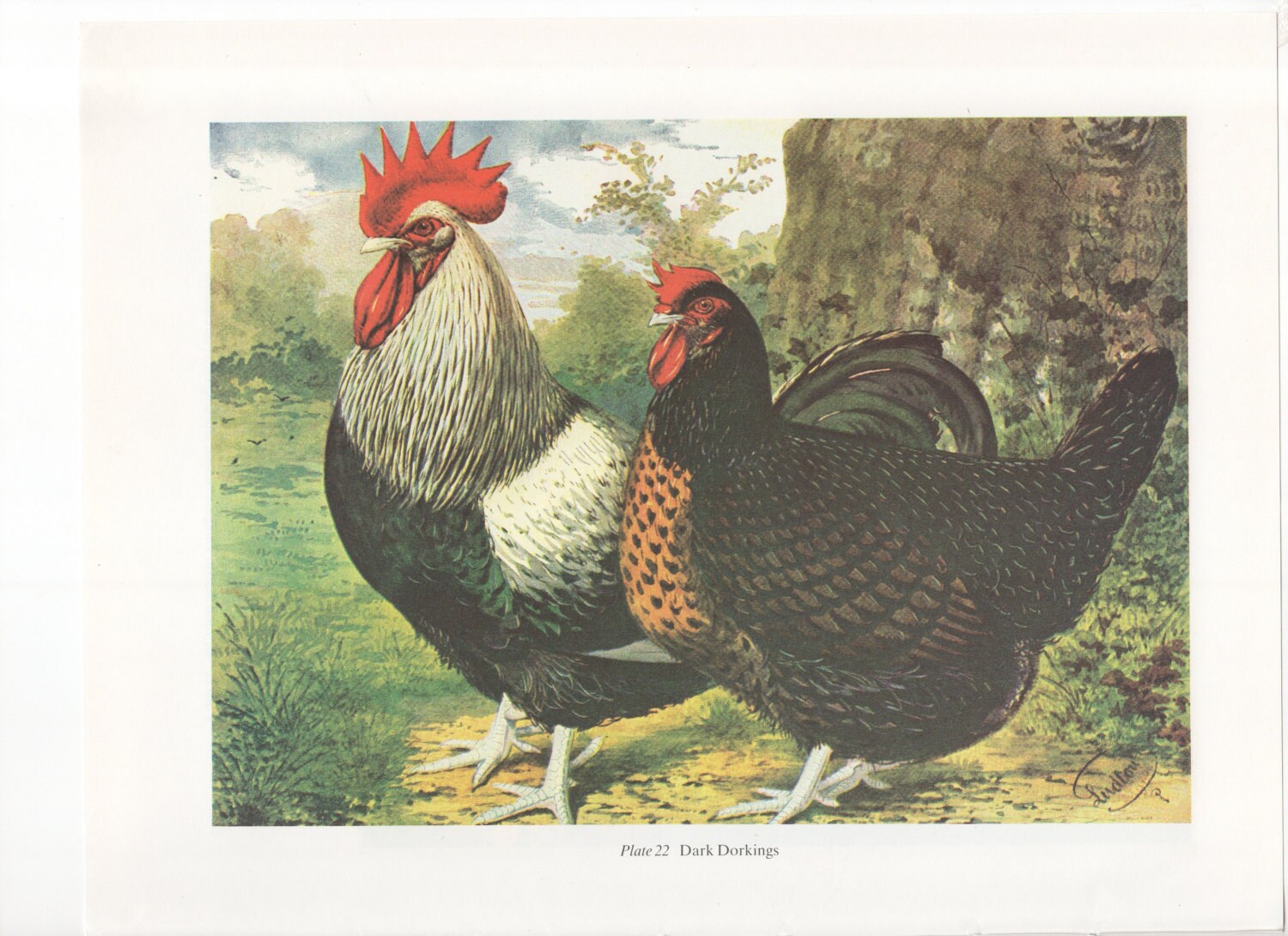 Vintage Poultry Print Chicken Print Bookplate by Ludlow Single Combed ...