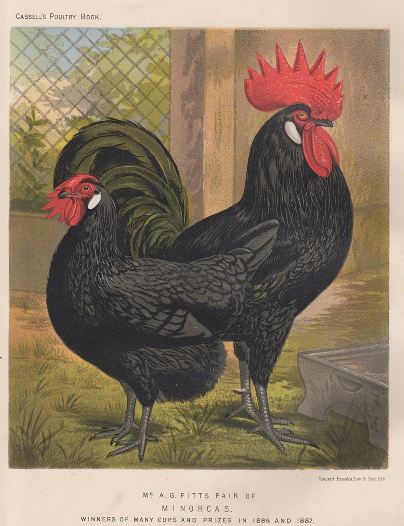 Antique 1890 Poultry Original Print Lithograph Pair of Minorcas Chicken ...