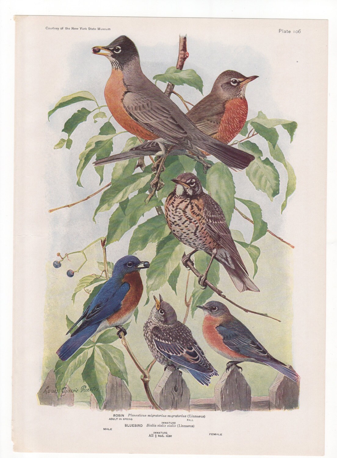 Robin & Bluebird Plate #106 1936 Fuertes Bird Print Plate Bookplate ...
