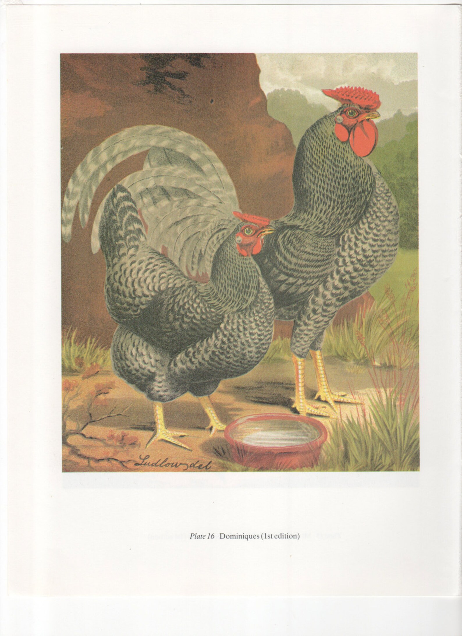 Vintage Poultry Print Chicken Print Bookplate Plate by Ludlow - Etsy