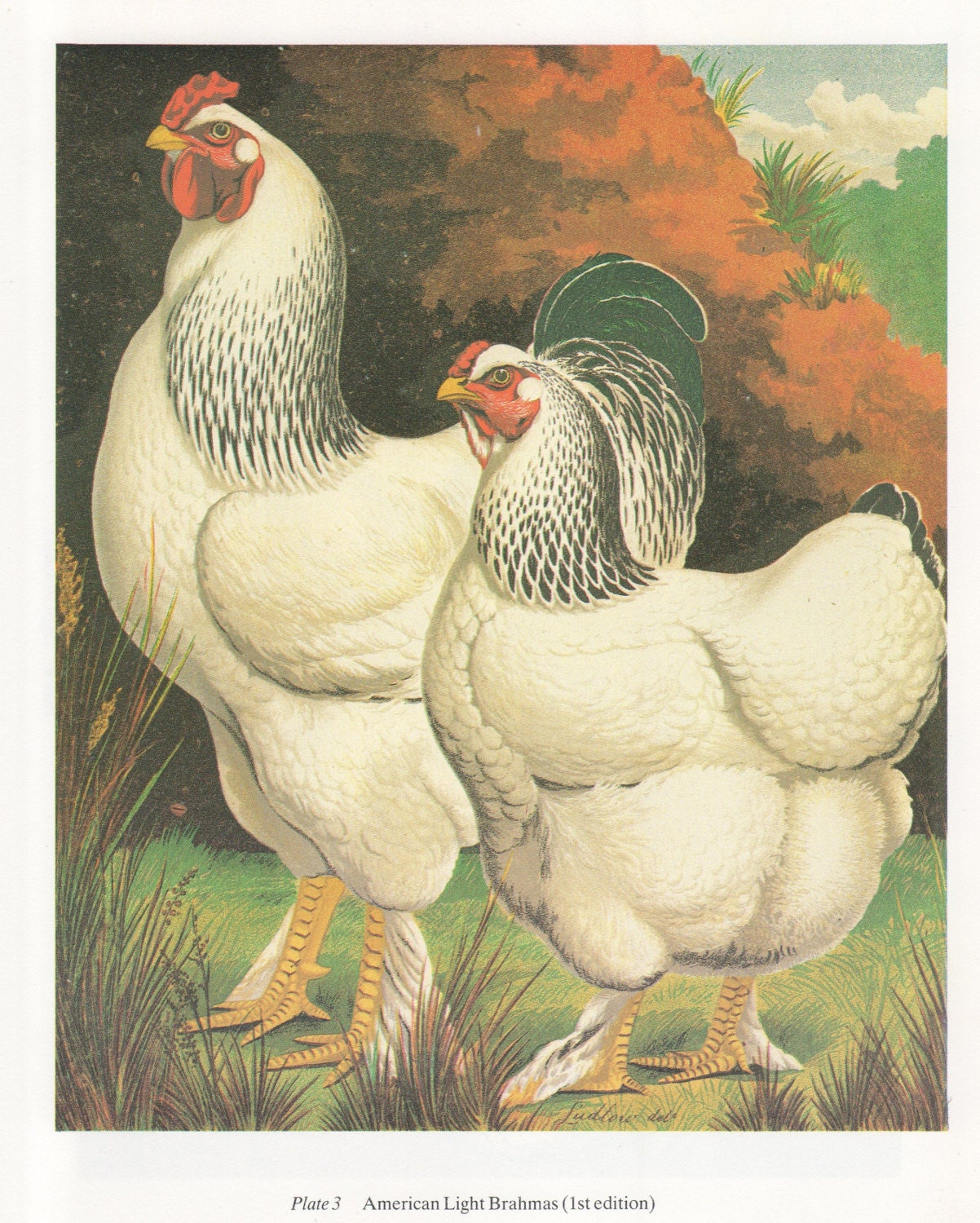 Vintage Poultry Print Chicken Print Bookplate Plate by Ludlow American ...