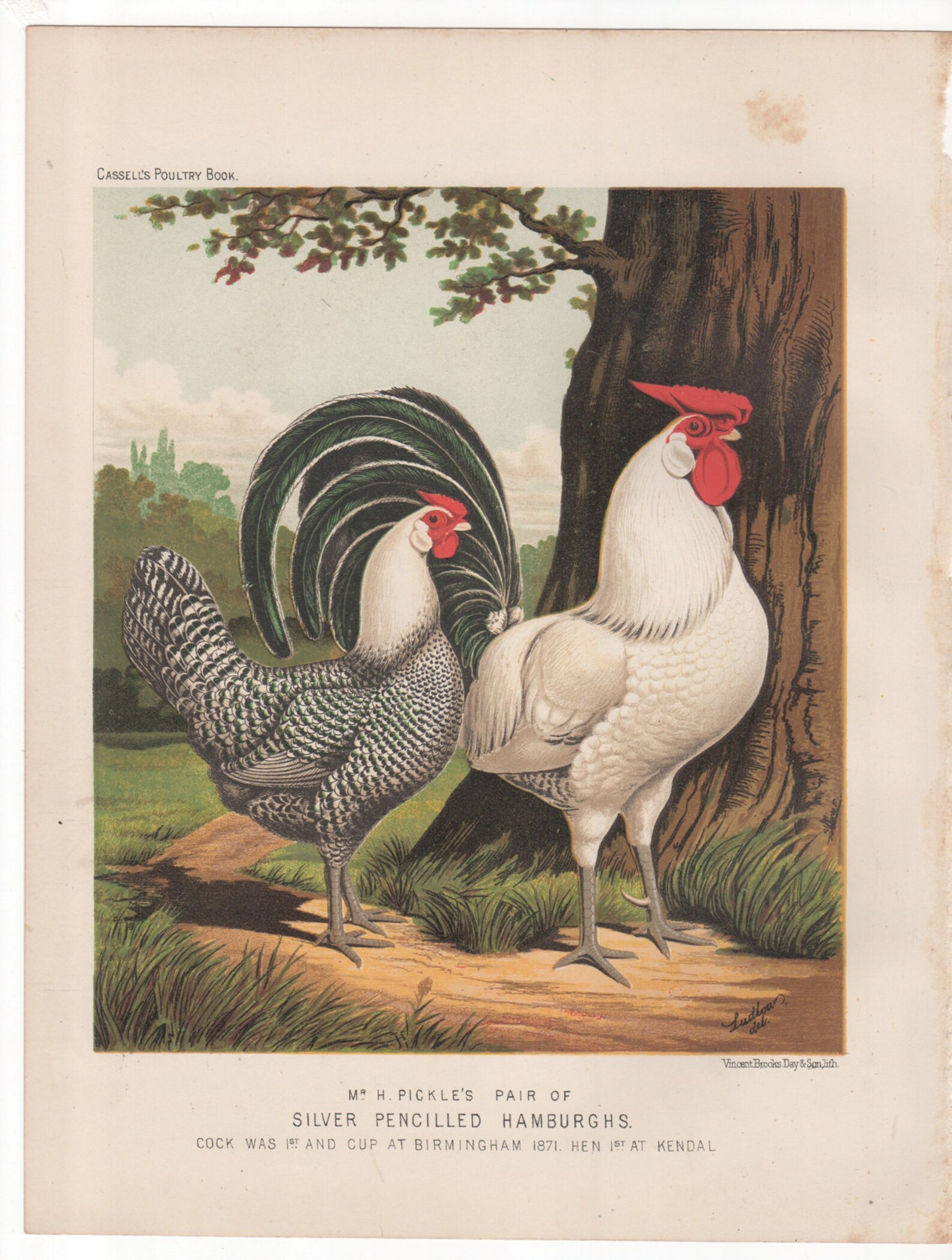 Antique 1890 Poultry Original Print Lithograph Silver - Etsy