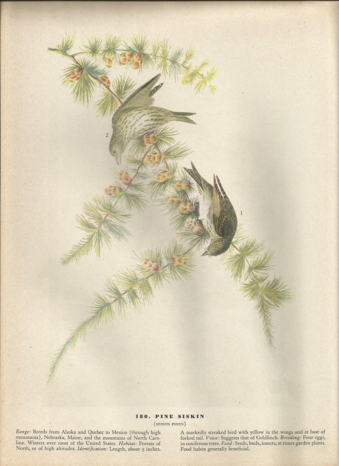 Original Vintage 1937 John James Audubon Birds of America Bookplate ...