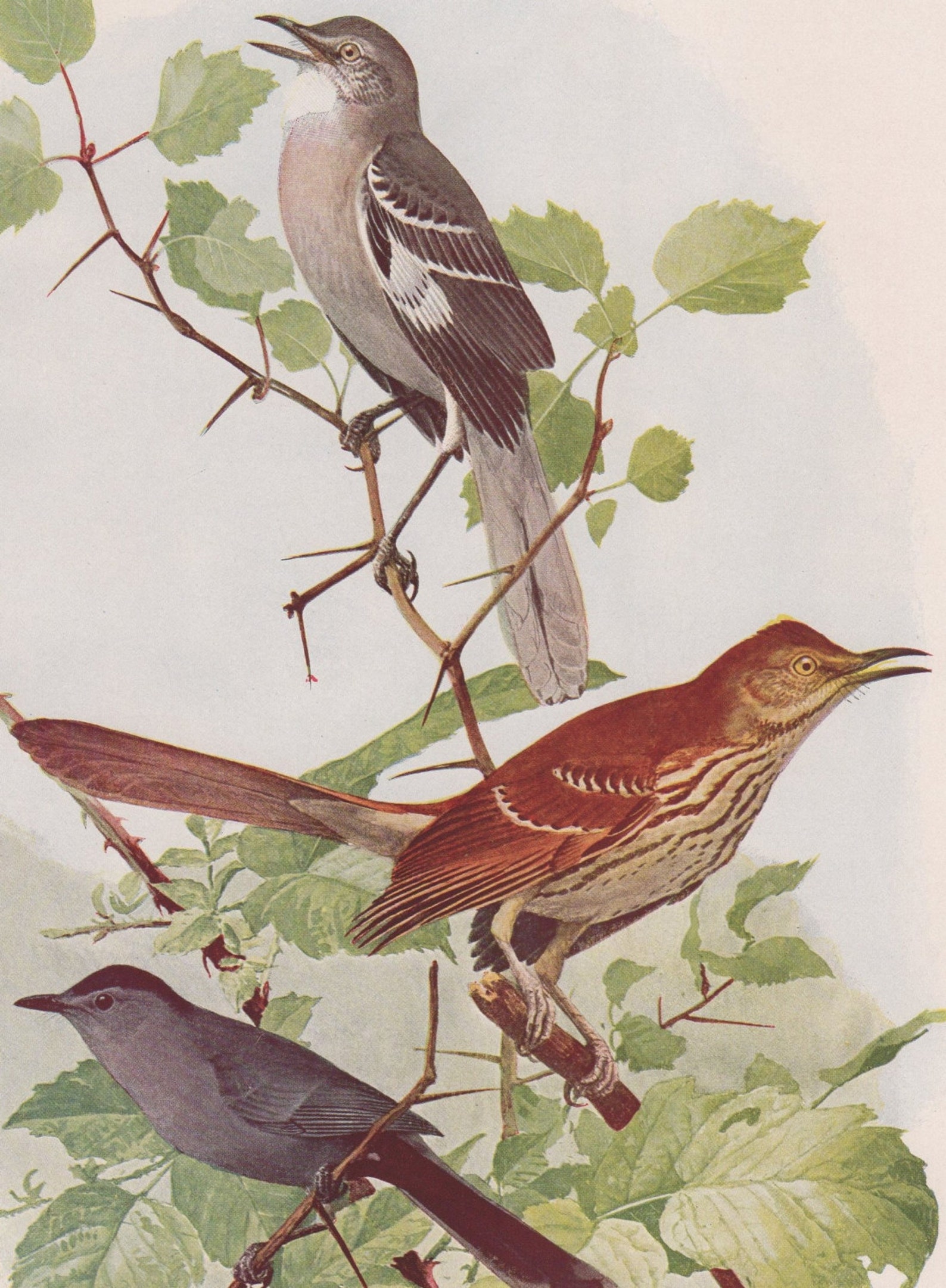 Mockingbird Brown Thrasher Catbird 101 1936 Fuertes Bird - Etsy