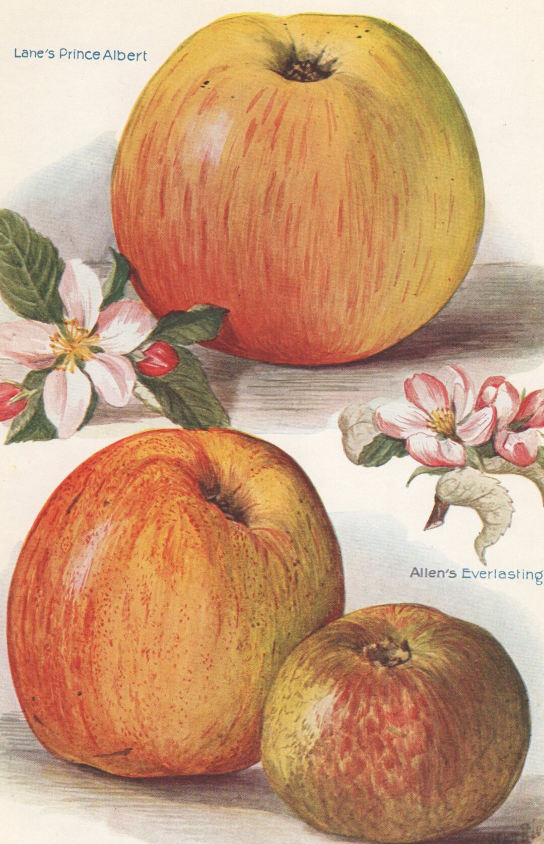 Vintage Fruit Print "apples" From 1924 the Fruit Grower's Guide 7" X 10 ...