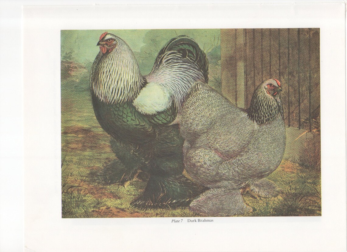 Vintage Poultry Print Chicken Print Bookplate Plate by Ludlow - Etsy