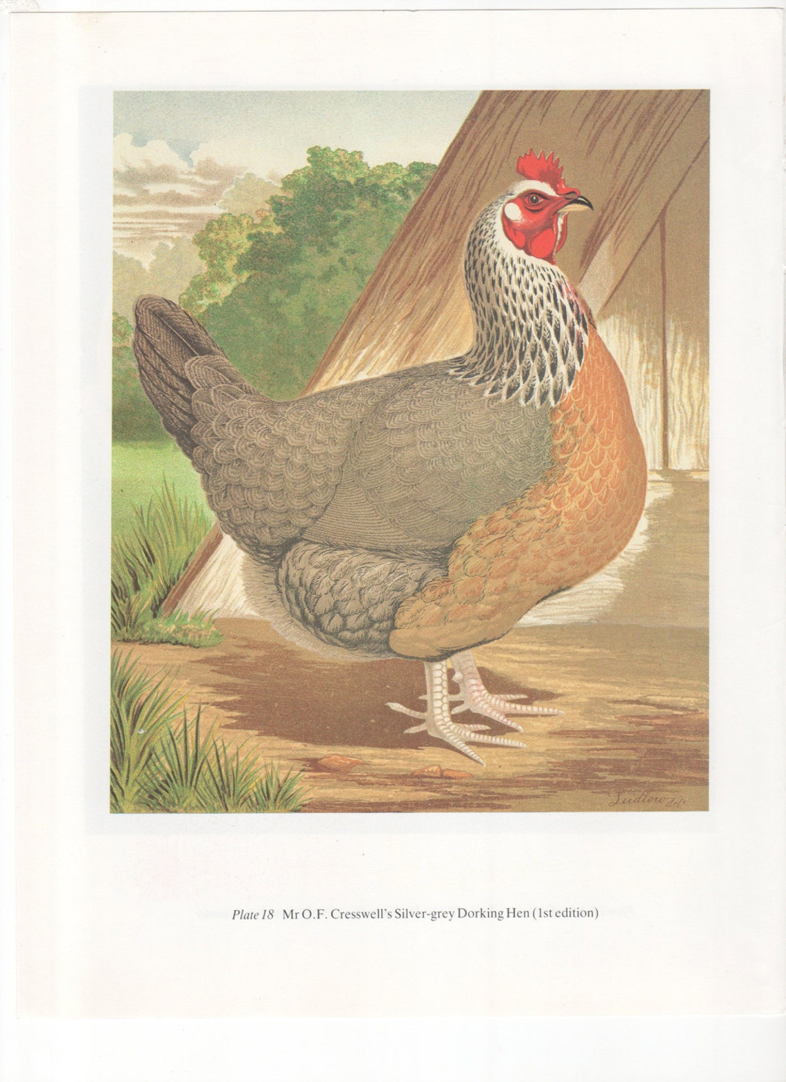 Vintage Poultry Print Chicken Print Bookplate Plate by Ludlow White ...