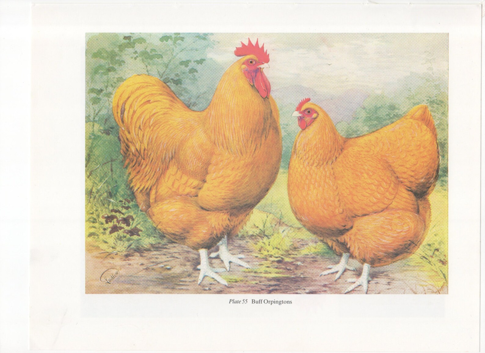 Vintage Poultry Print Chicken Print Bookplate by Ludlow Buff Orpingtons ...