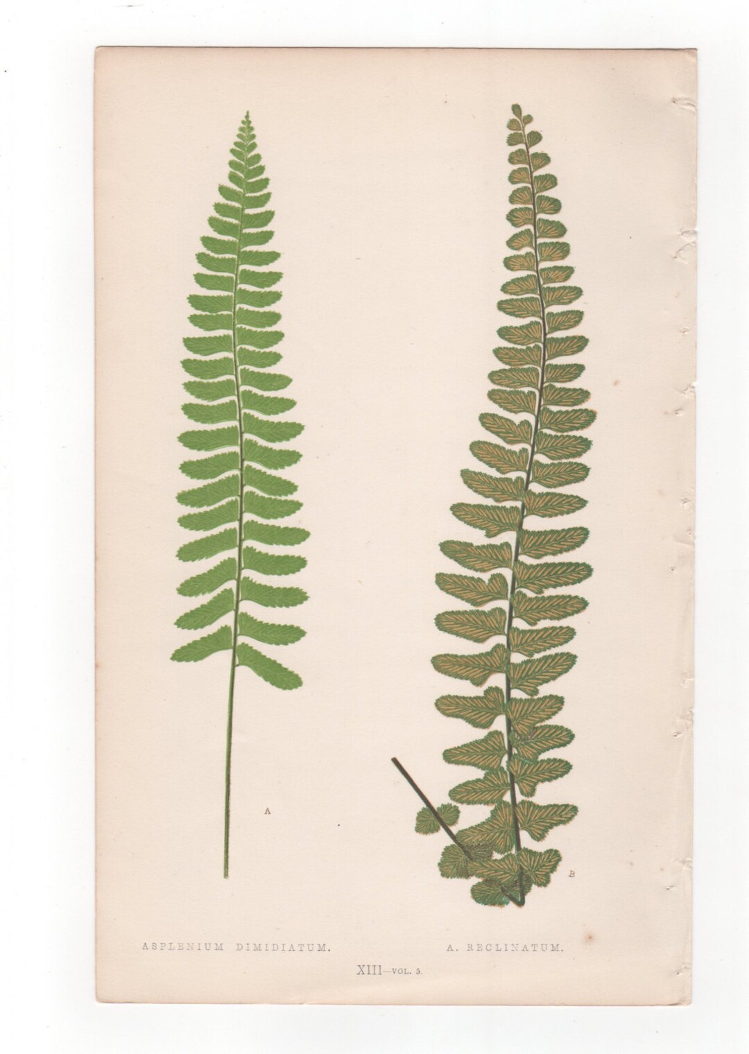 Antique Original Fern Print Plate Bookplate Botanical Lowe's Ferns 1856 ...