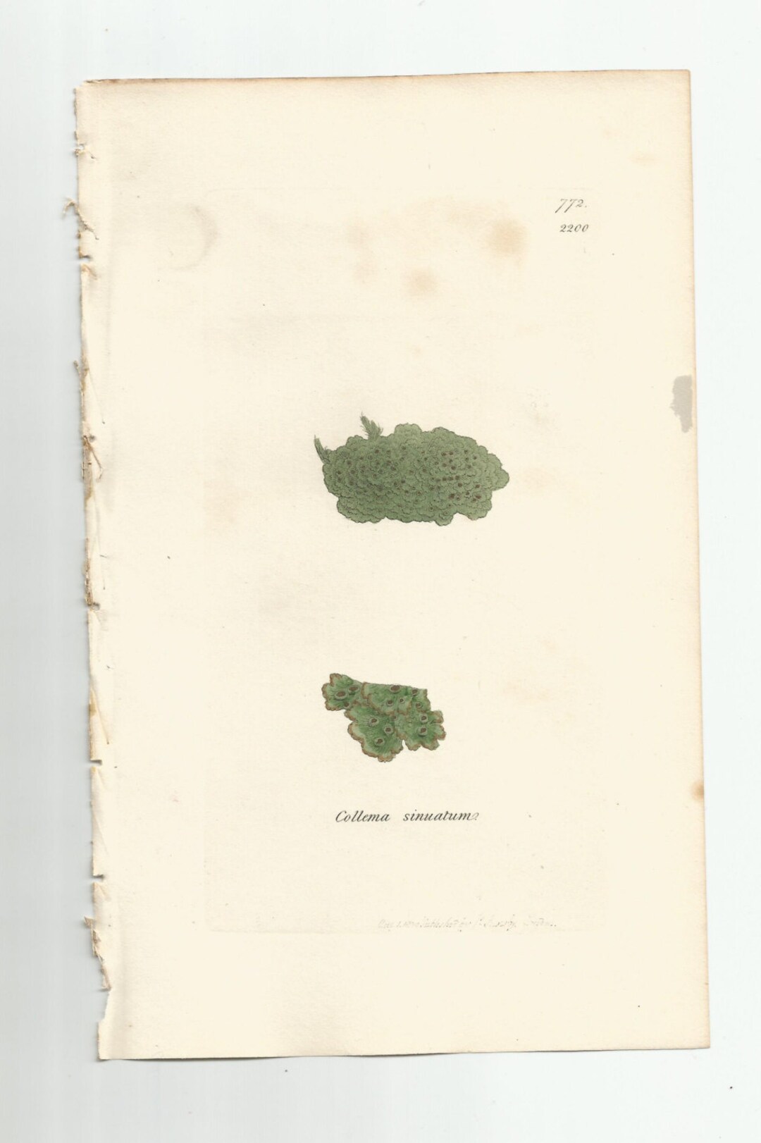 Antique Original 1844 James Sowerby Botanical Print Plate - Etsy Australia