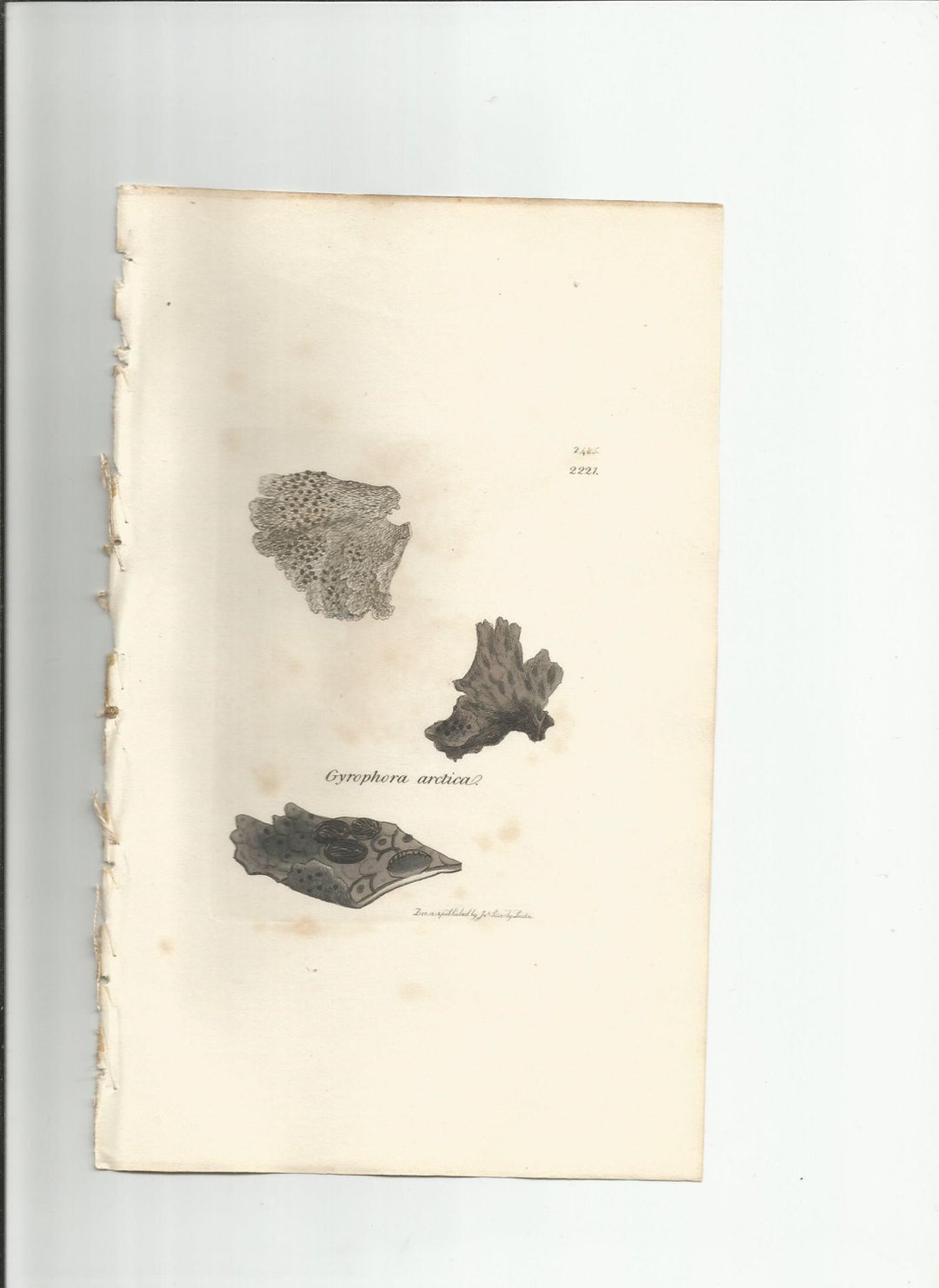 Antique Original 1844 James Sowerby Botanical Print Plate Bookplate ...
